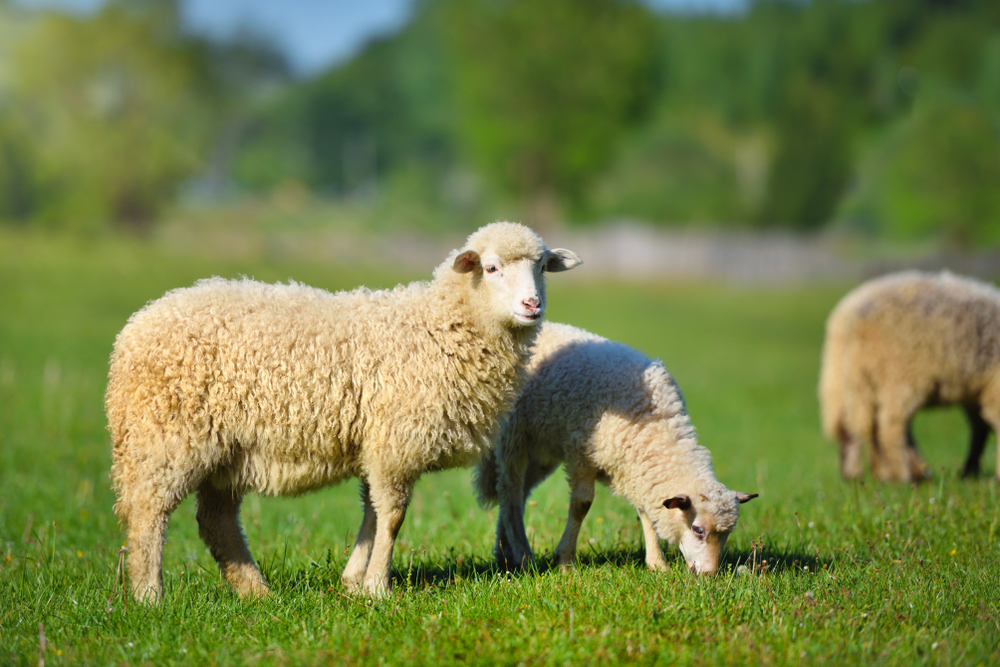 How to prepare for sheep breeding | Farming Insights | AbbeyAutoline